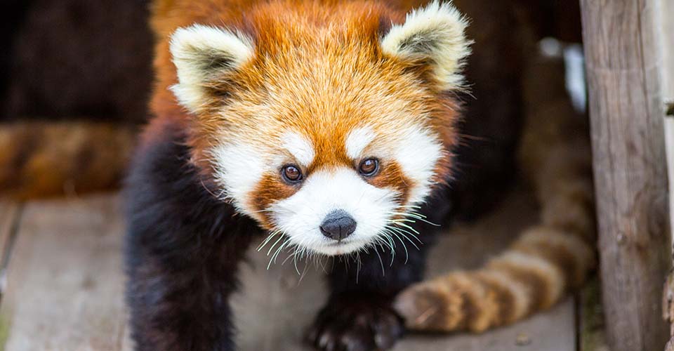 Une journée au zoo – Splash